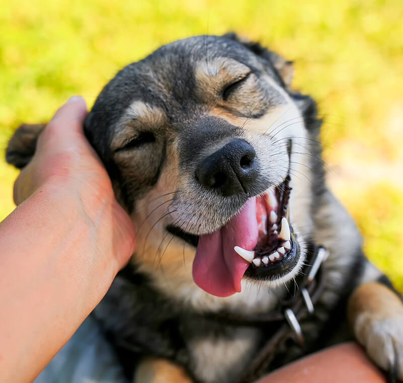 Synovetin OA for Canine Arthritis | Cutting Edge Surgical Referrals